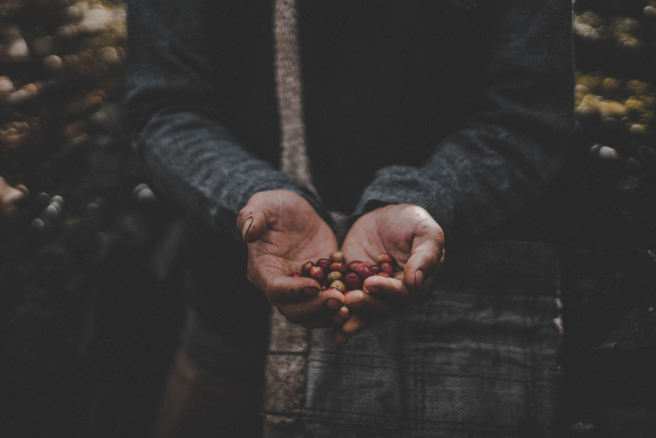 What is coffee? – GOAT STORY - Level up your specialty coffee experience